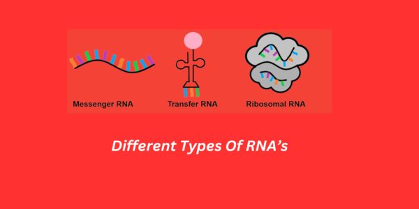 Different types of RNA's and their functions mRNA, rRNA, tRNA and micro ...