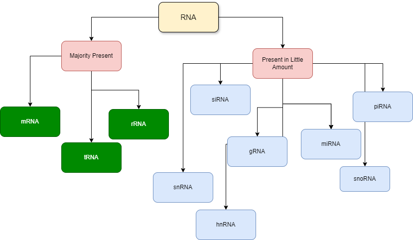 Different types of RNA's and their functions mRNA, rRNA, tRNA and micro ...