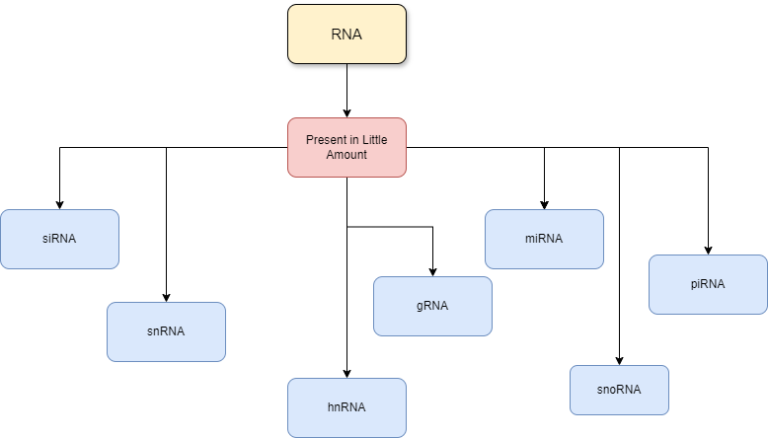 Different types of RNA's and their functions mRNA, rRNA, tRNA and micro ...