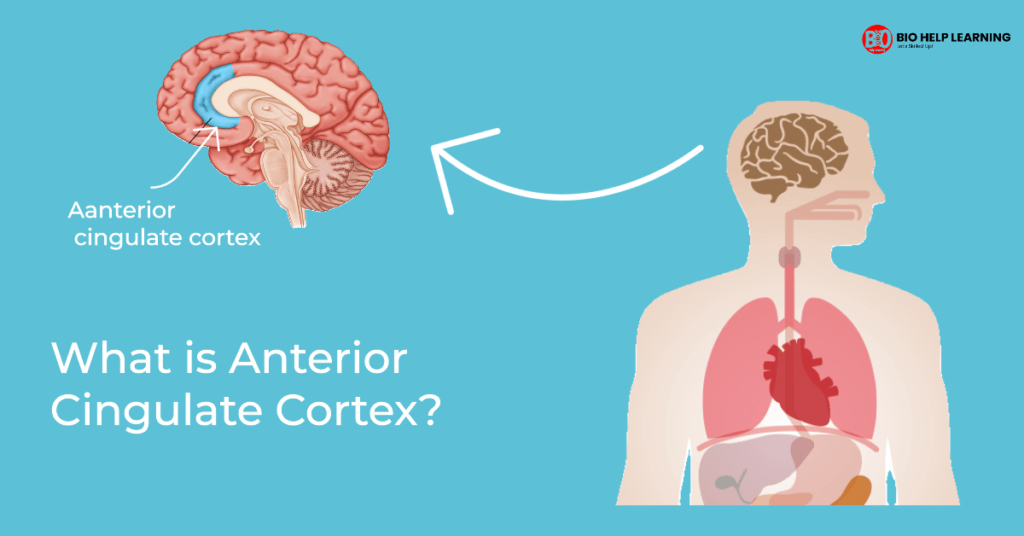 What is Anterior Cingulate Cortex? its structure, function and disorder ...