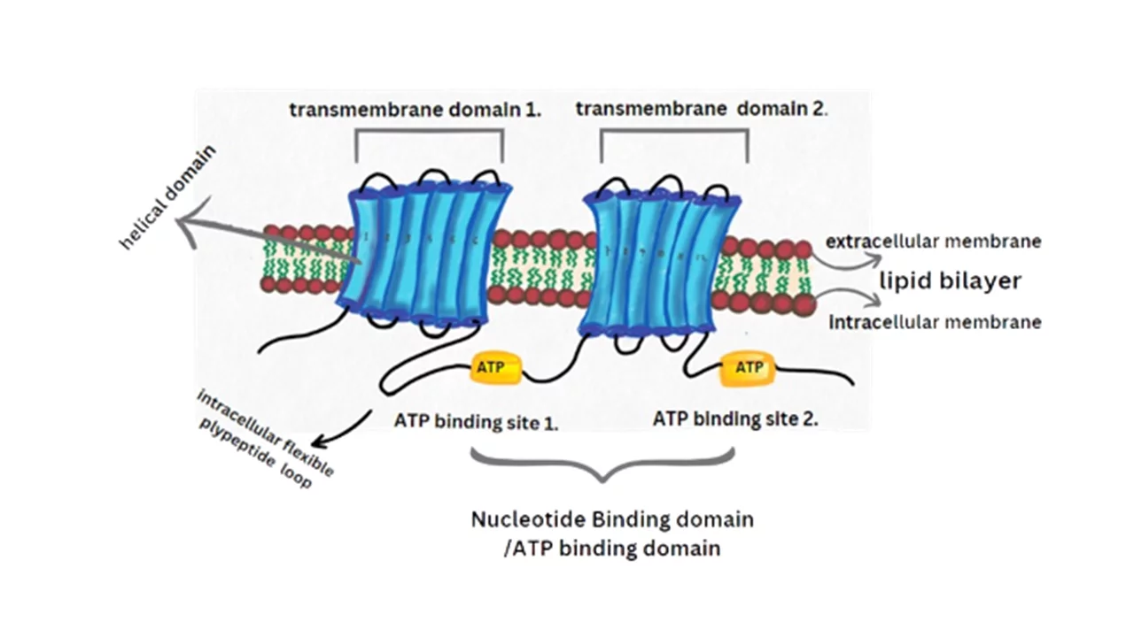 P Glycoprotein
