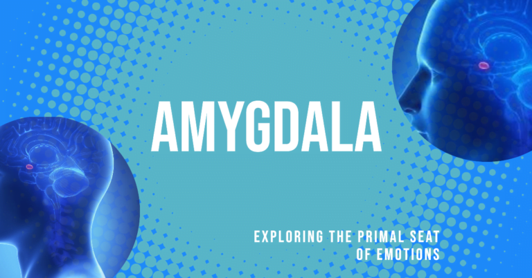 What is Amygdala? What is its Function & Structure? - Bio Help Learning