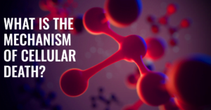 What is the mechanism of cellular death. & Why do cells die? - Bio Help ...